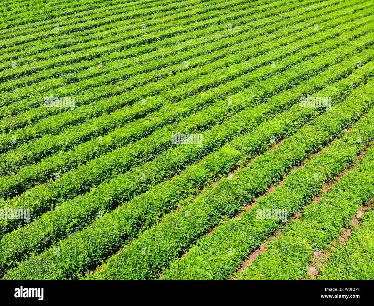 Top view of green tea plantation taken by drone camera Stock Photo - Alamy