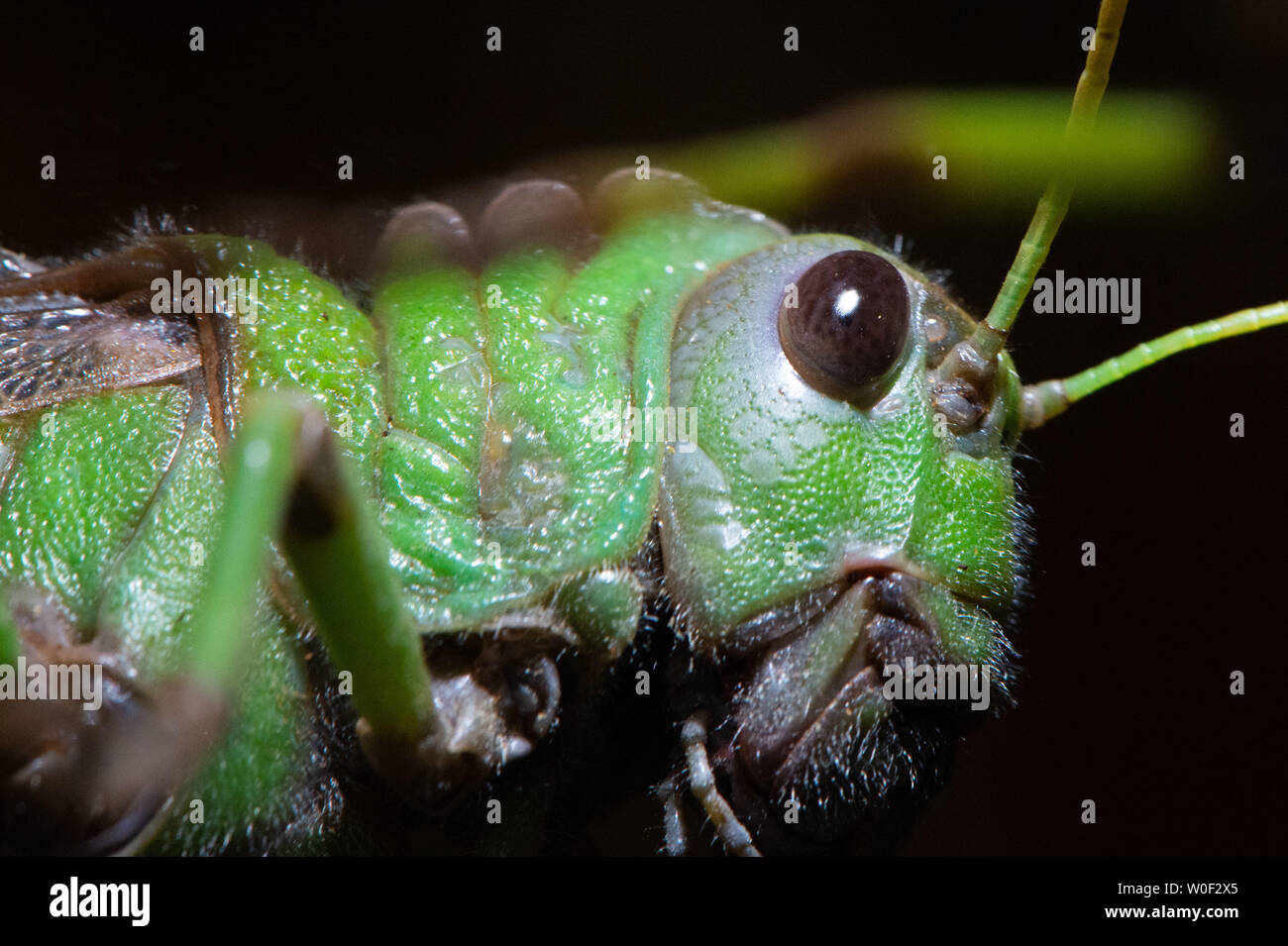 27 June 2019, Saxony-Anhalt, Magdeburg: A green giant locust can be ...