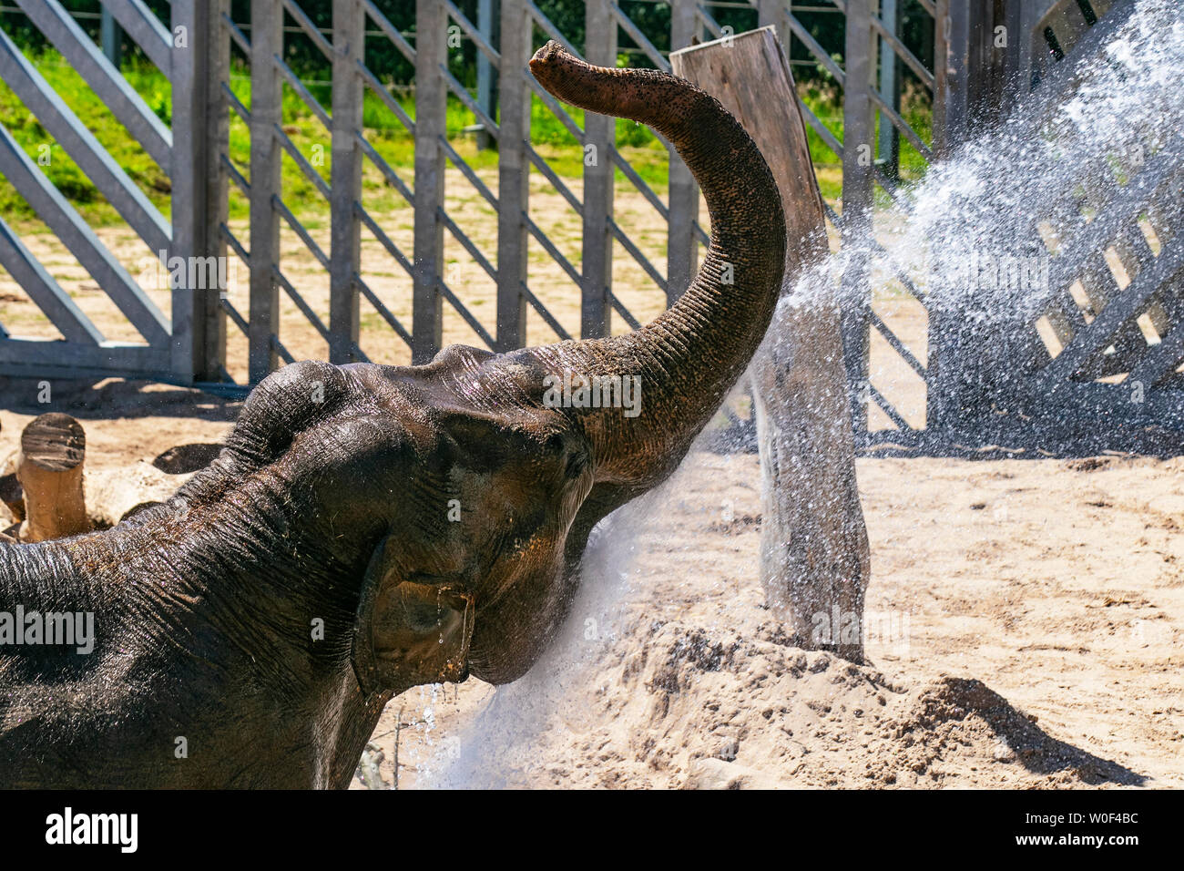 Hot weather wetting for Asian elephants in Blackpool, Lancashire, UK ...