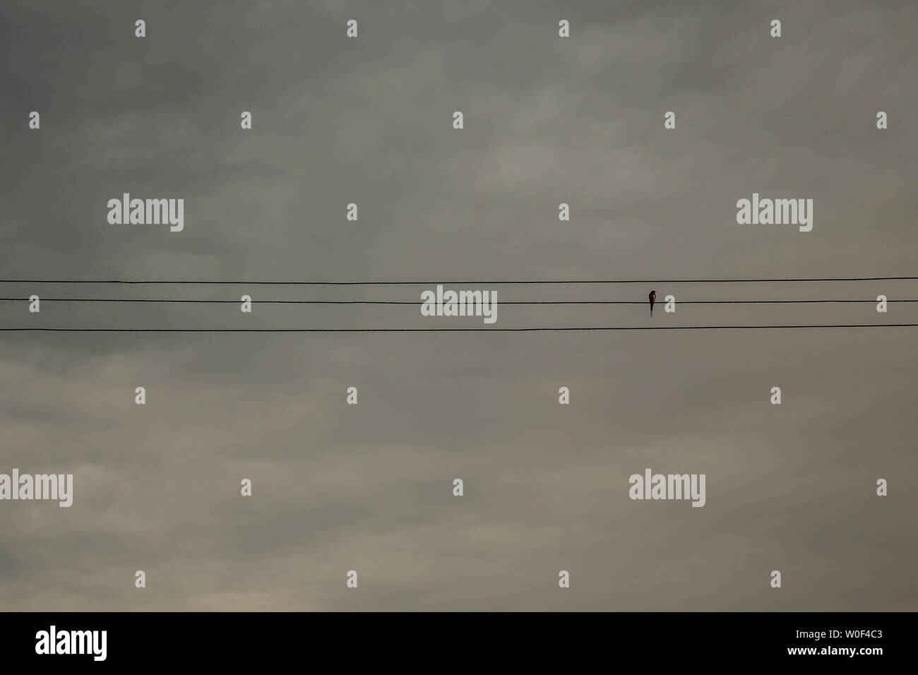 Silhouette small bird in hi-res stock photography and images - Alamy