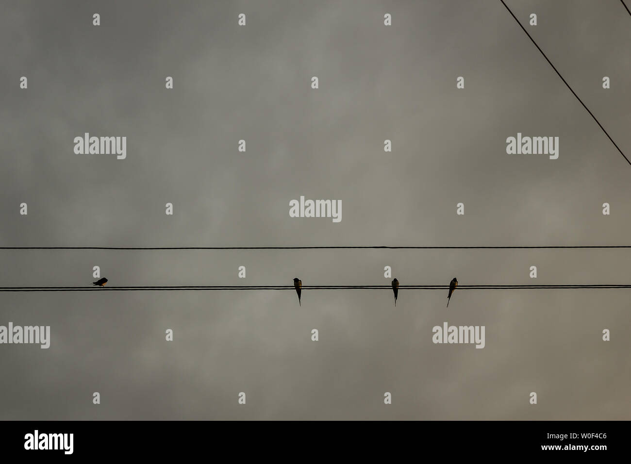 Birds on an electric wire hi-res stock photography and images - Alamy