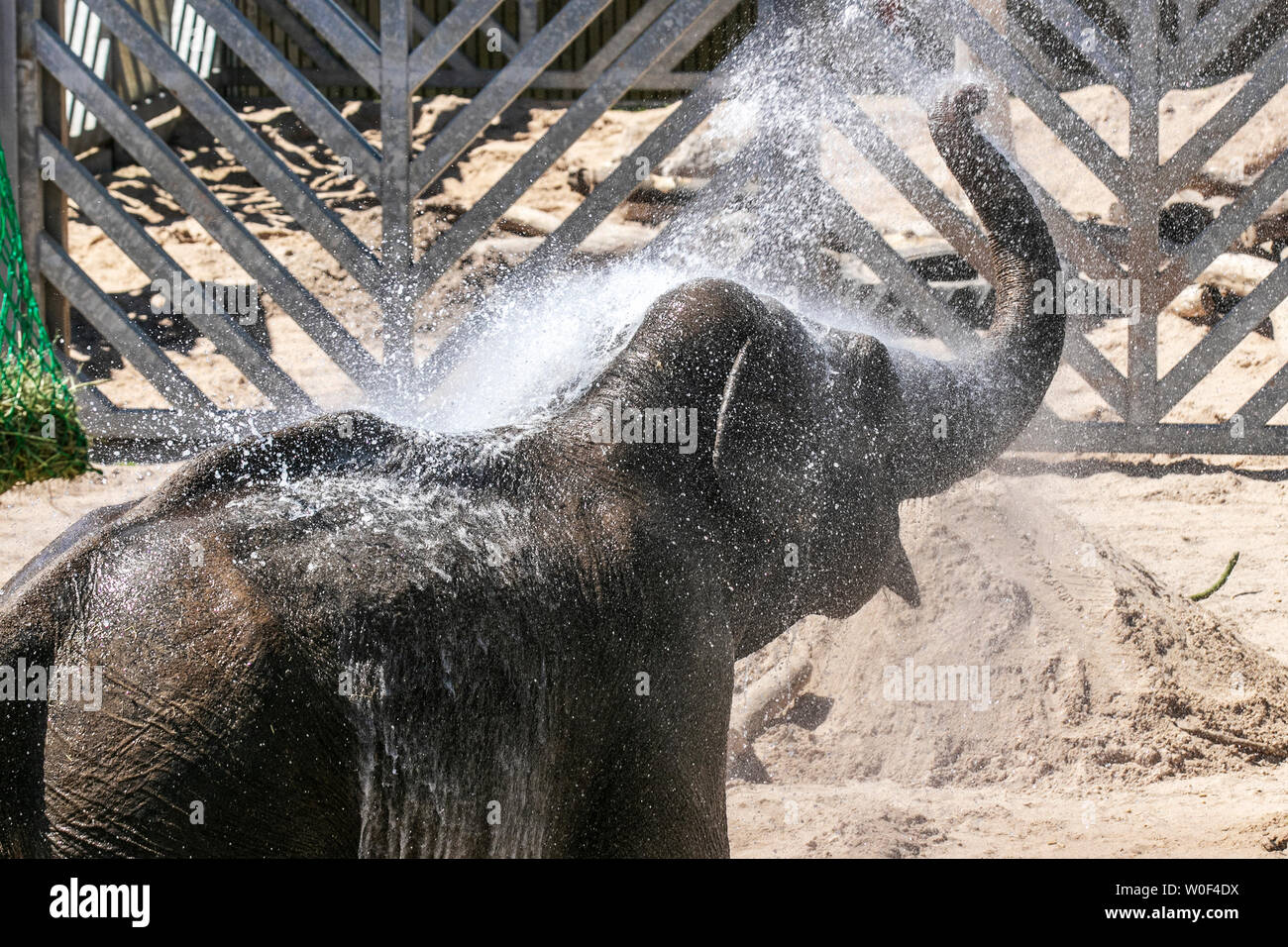 Hot weather wetting for Asian elephants in Blackpool, Lancashire, UK ...