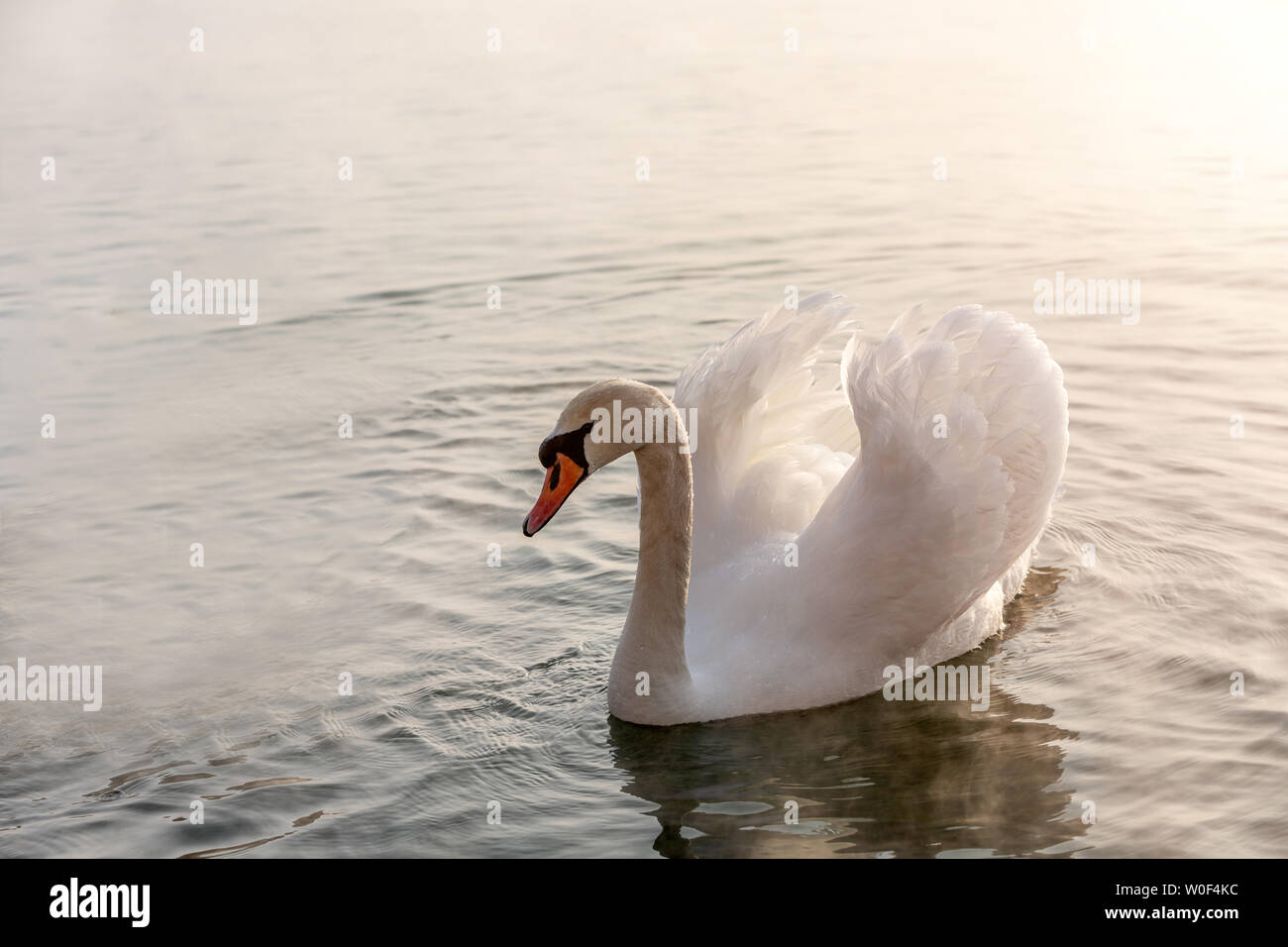 A warts-nosed swan swimming in hot springs in Yili, Xinjiang in winter ...