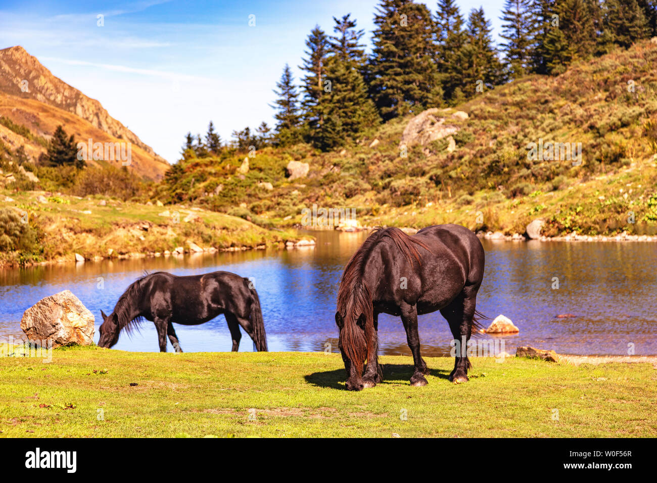 View of Merens horses on Etang de Comte, Ariege Pyrenees, Occitanie ...