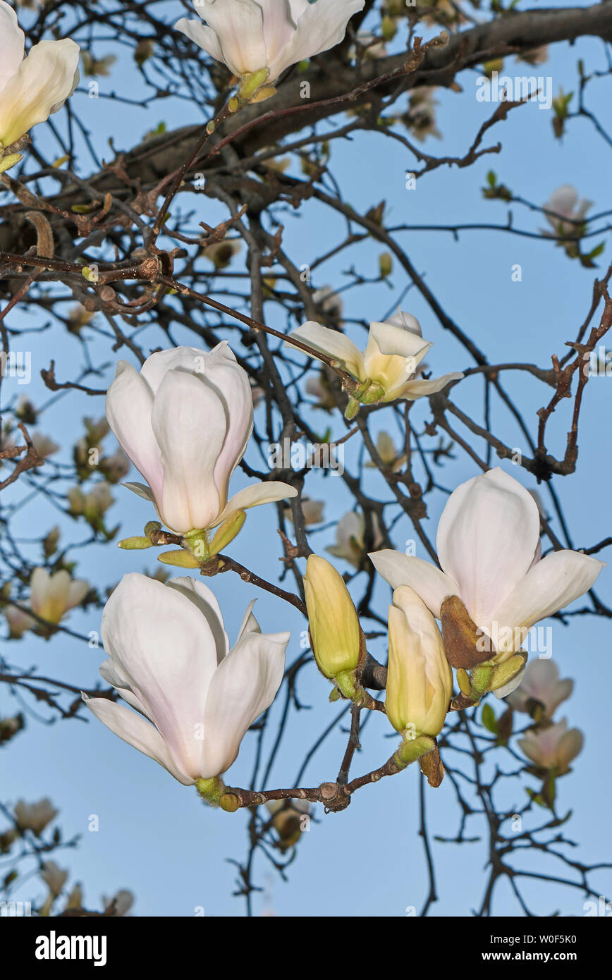 Chinese magnolia tree hi-res stock photography and images - Alamy