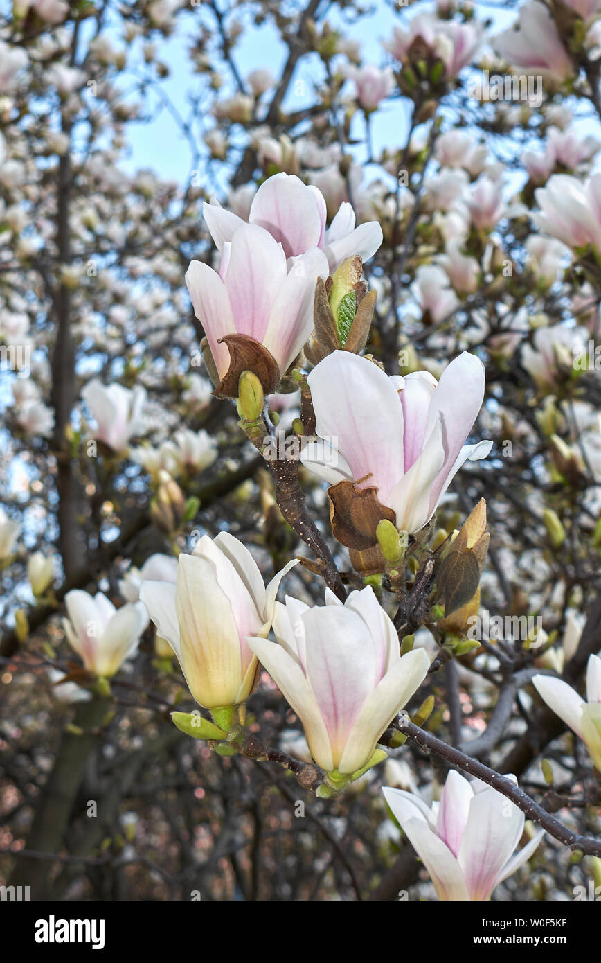Chinese magnolia tree hi-res stock photography and images - Alamy
