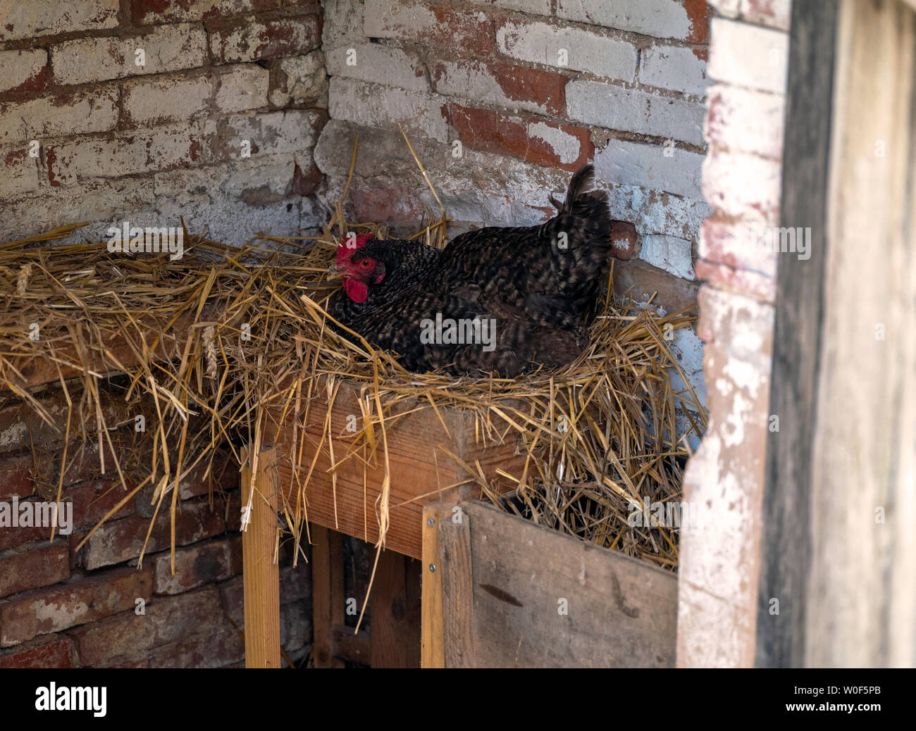 Europe, France, Bourgogne, Cote d'Or, Bard les Epoisses, a hen brooding ...