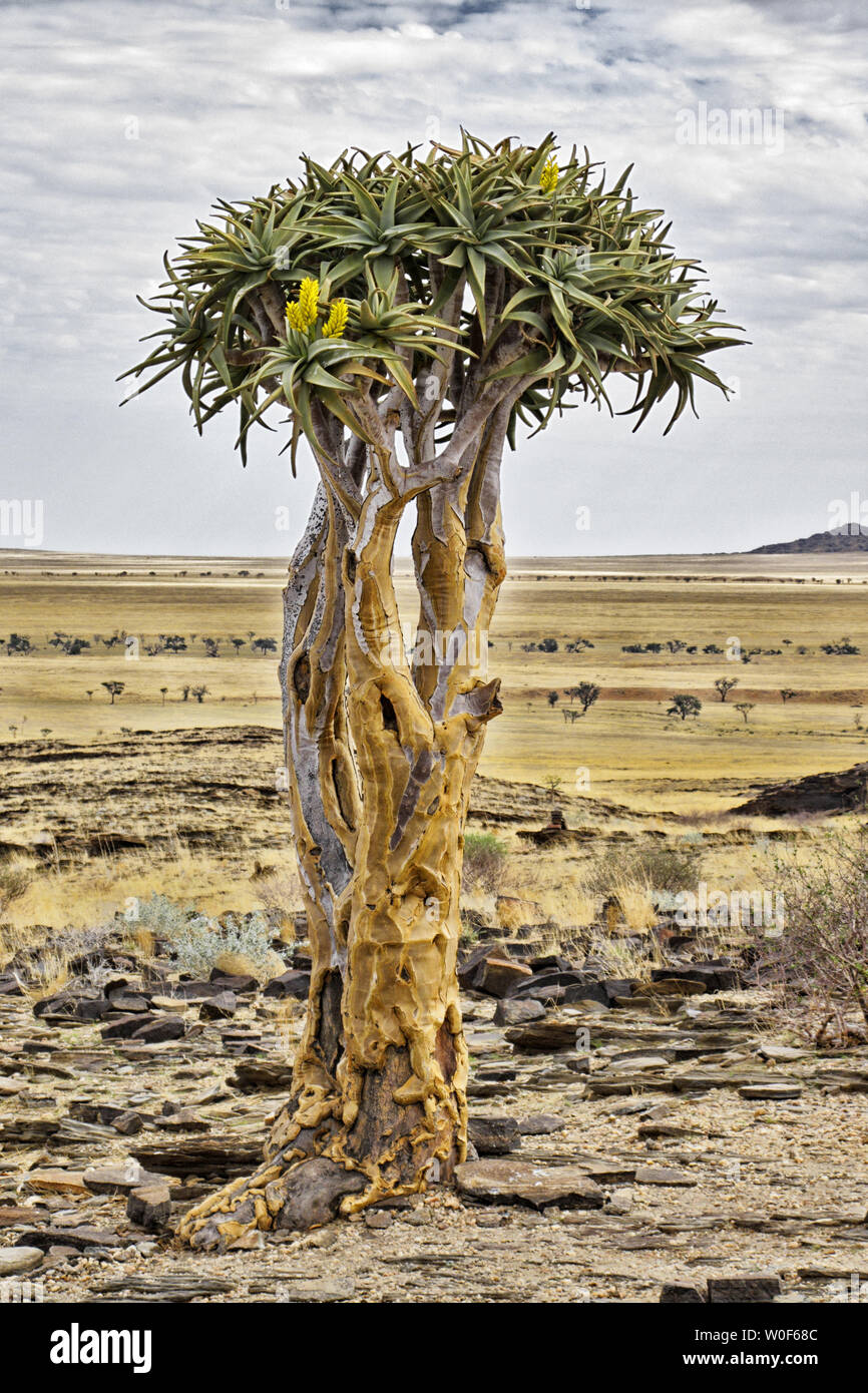 Namibia, Namib Desert, Quiver Tree (Aloidendron dichotomum Stock Photo ...