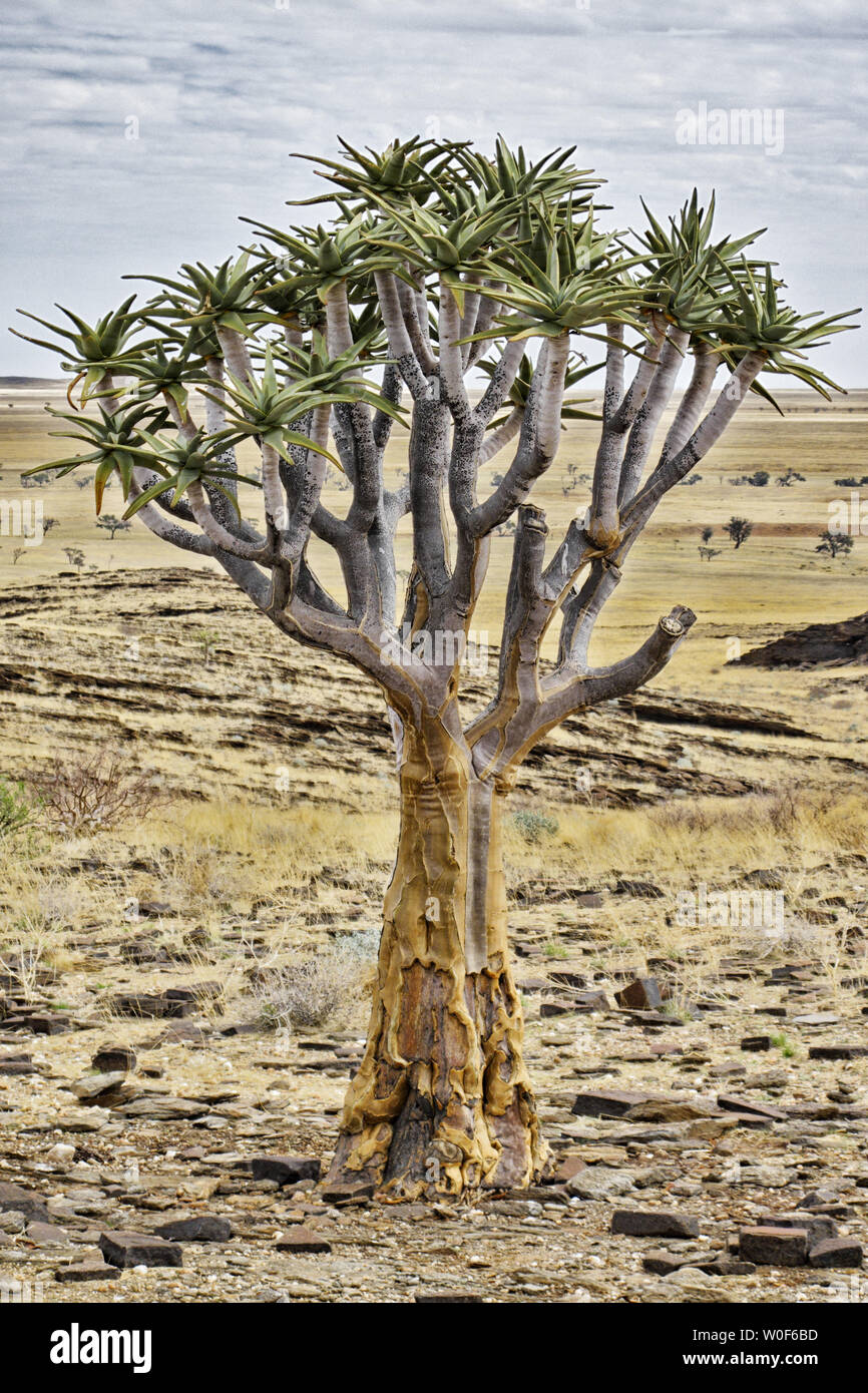 Namibia, Namib Desert, Quiver Tree (Aloidendron dichotomum Stock Photo ...