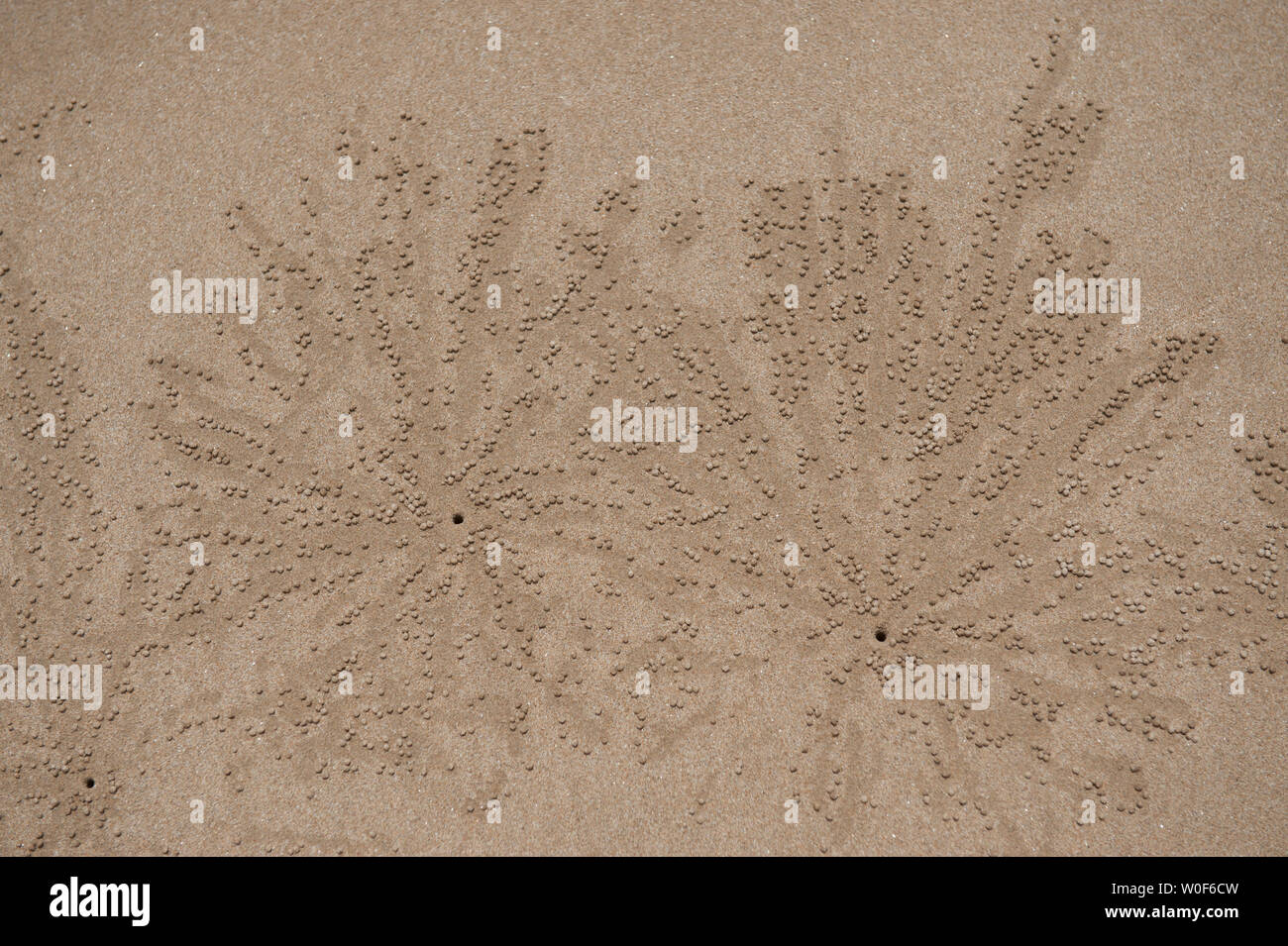 Amazing traces looking like flowers upon the beach sand, Weligama, Sri ...