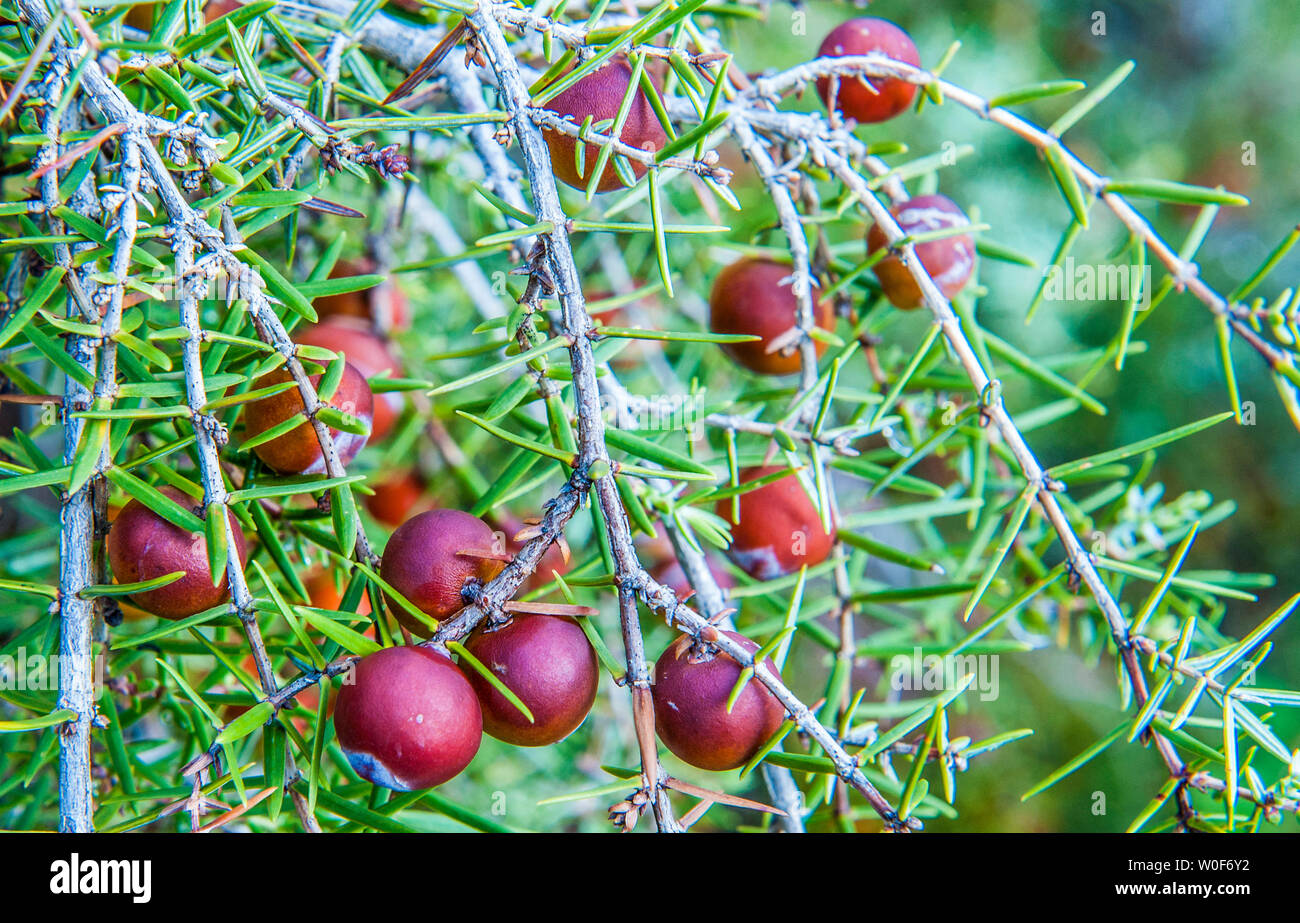 Sierra juniper hi-res stock photography and images - Alamy
