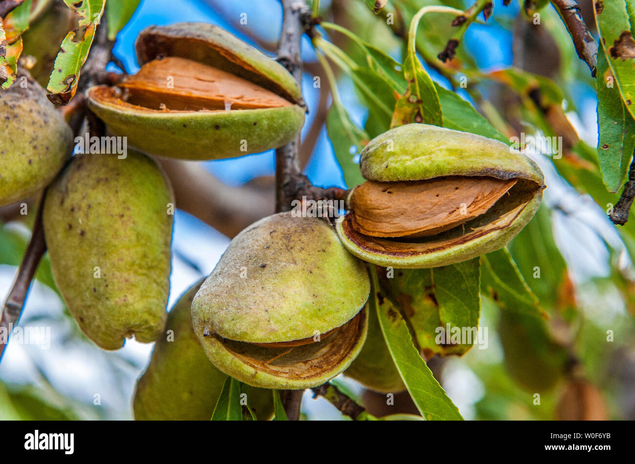 Spain, autonomous community of Aragon, Sierra y Cañones de Guara ...
