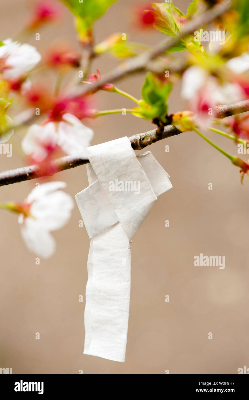 Prayer ribbon tied on a cherry tree limb before a temple, Kyoto, Japan ...