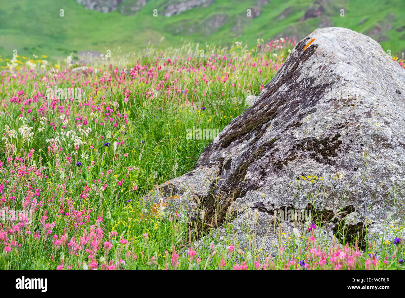 Single rock in blooming steppe close up Stock Photo - Alamy