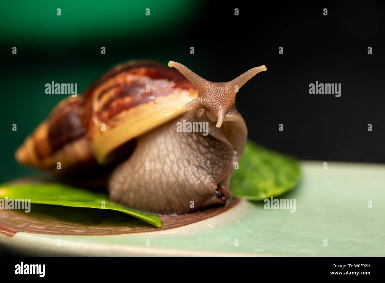 African giant snail hi-res stock photography and images - Alamy