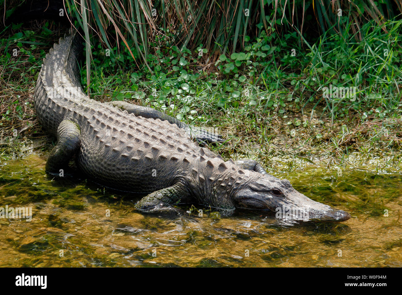 USA. Florida. Big Cypress National Preserve. Alligator Stock Photo - Alamy