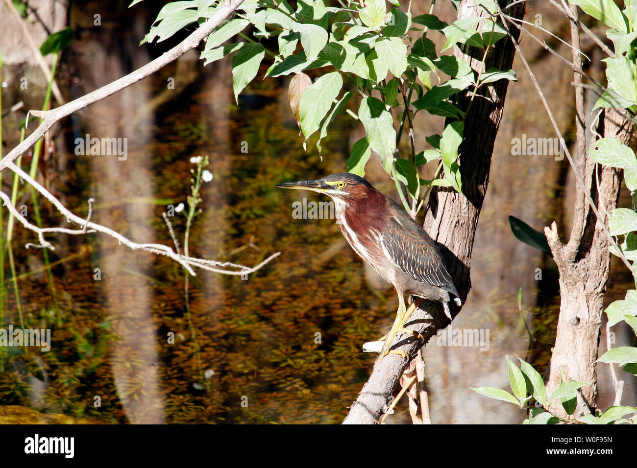 USA. Florida. Big Cypress National Preserve. The loop road. Green heron ...