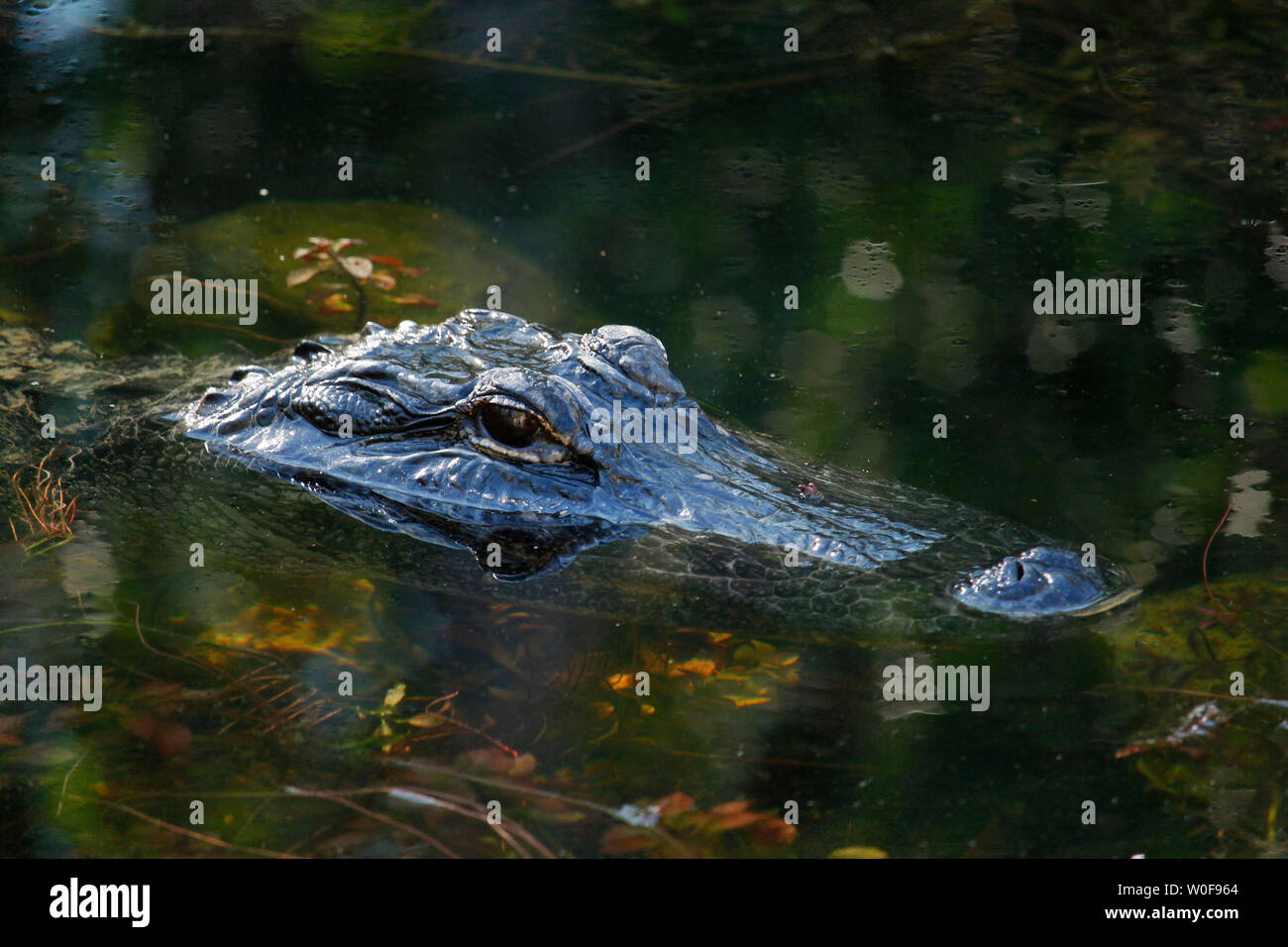 Alligator big cypress national preserve hi-res stock photography and ...