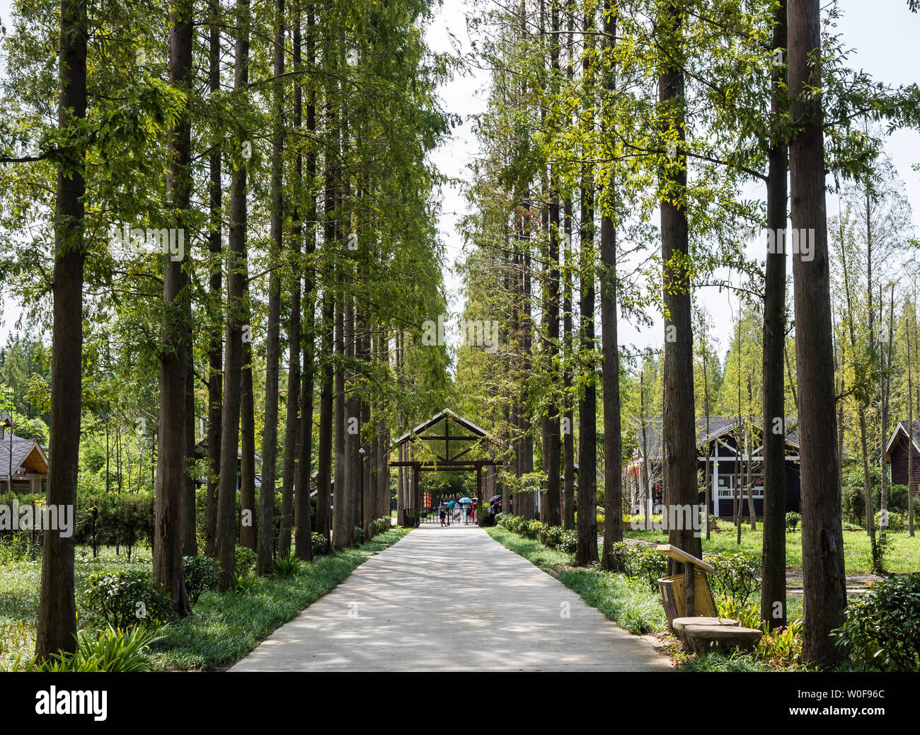Photographed at Baoying Lake National Wetland Park, Yangzhou, September ...