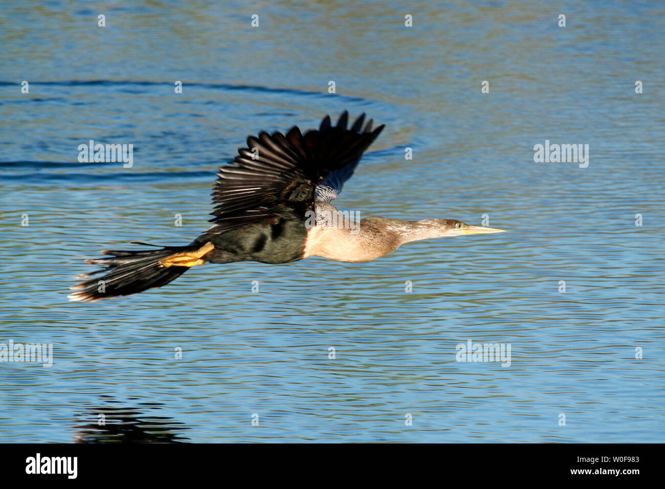 Flying anhinga hi-res stock photography and images - Alamy