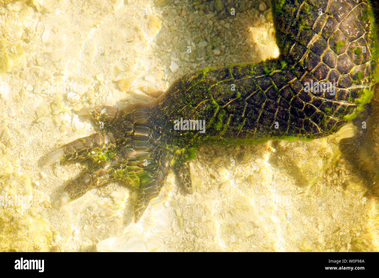 Animal alligator crocodile hi-res stock photography and images - Alamy