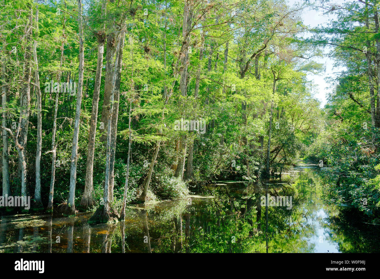 USA. Florida. Big Cypress National Preserve. The loop road. View of the ...