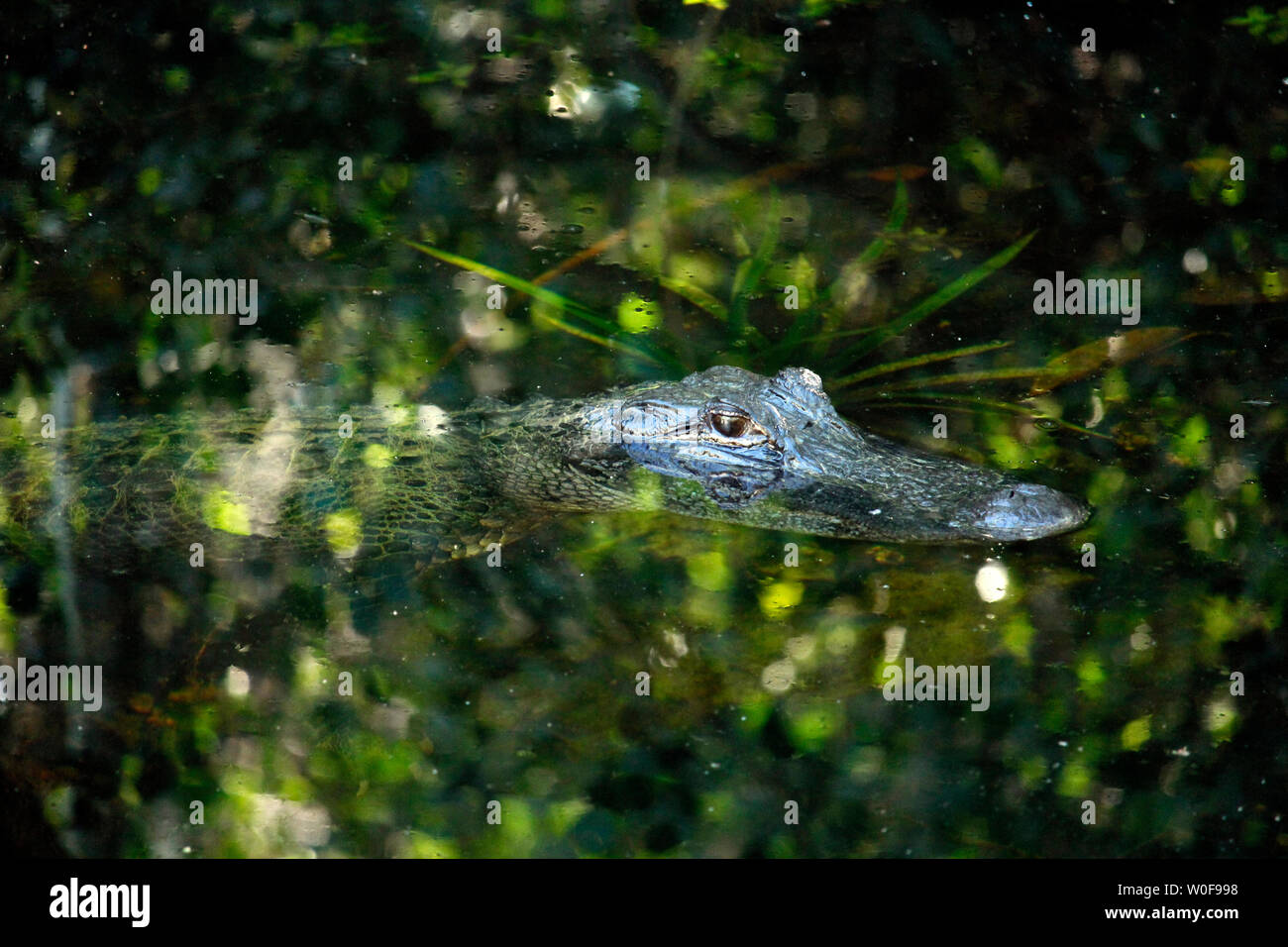 Alligator big cypress national preserve hi-res stock photography and ...