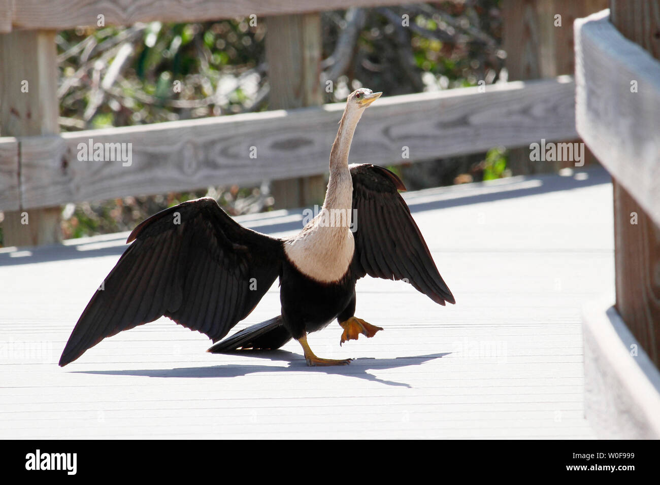 Everglades national park anhinga trail hi-res stock photography and ...