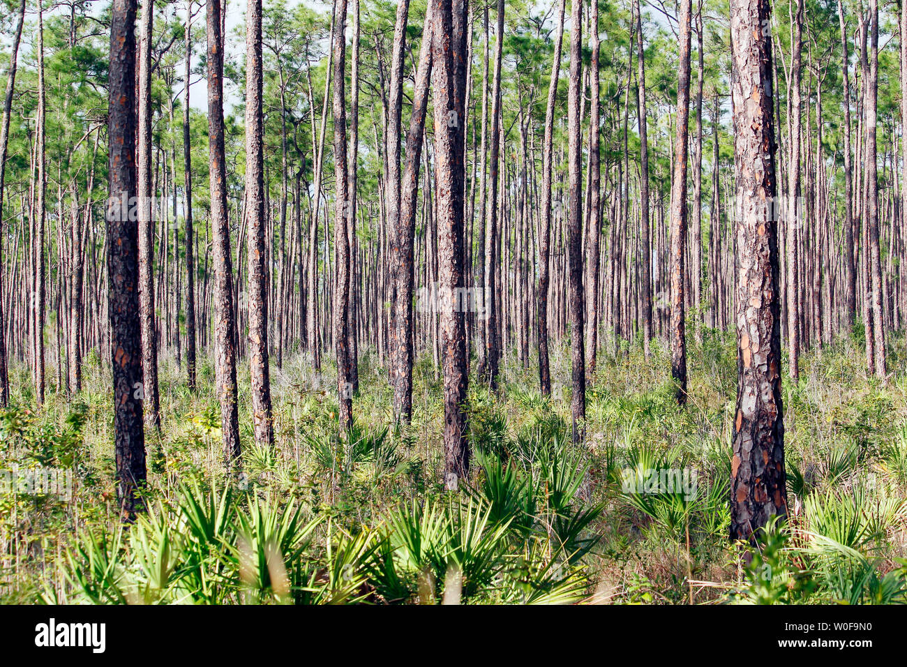 USA. Florida. Everglades National Park. Pinelands trail. Pins, features ...