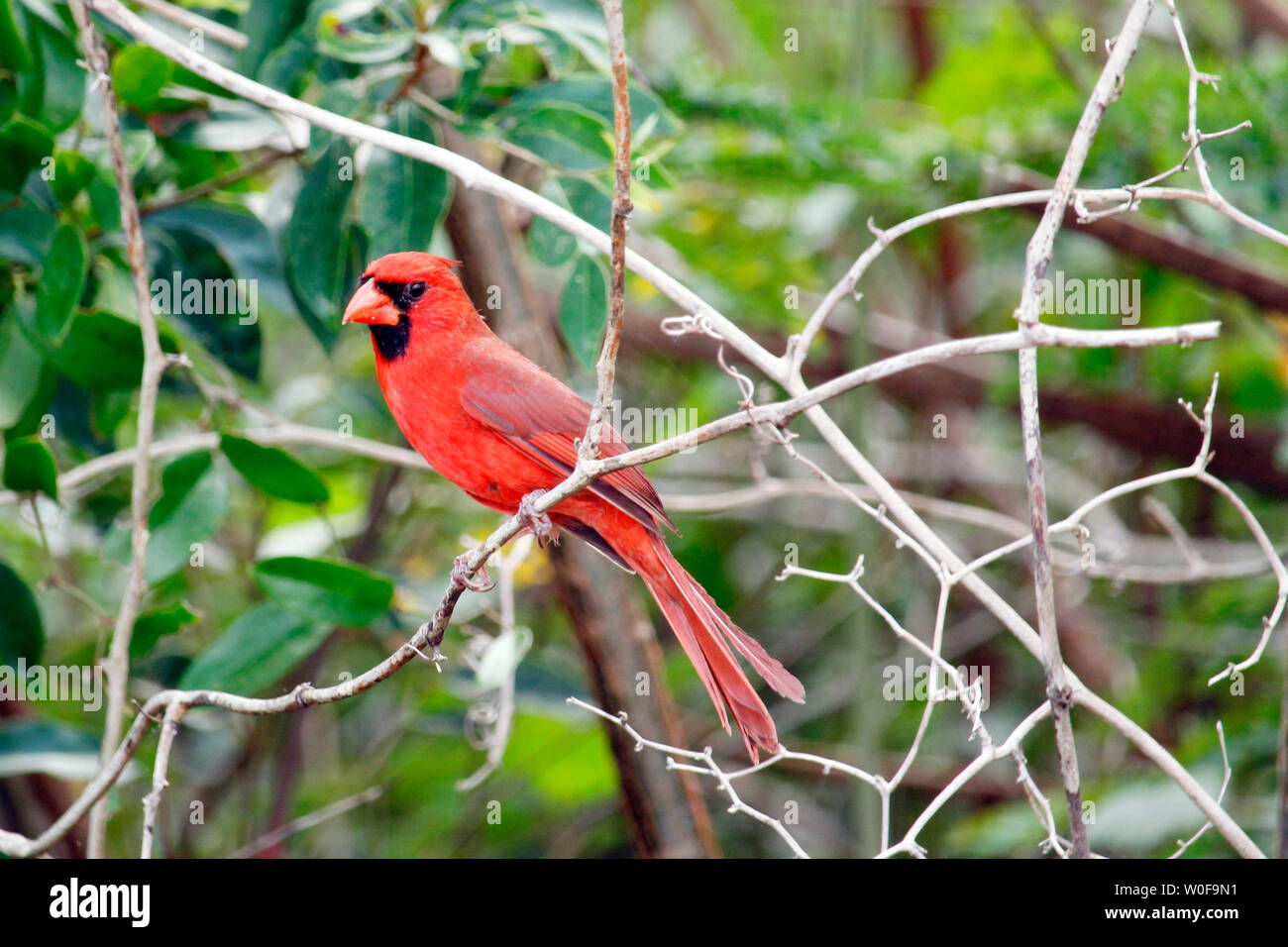 Florida cardinal hi-res stock photography and images - Alamy