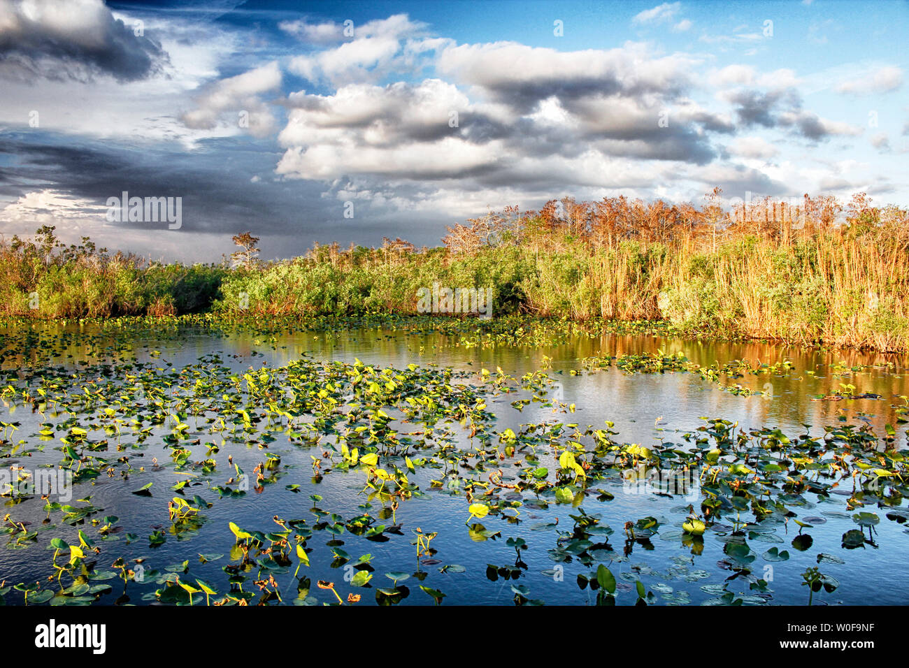 Everglades national park anhinga trail hi-res stock photography and ...