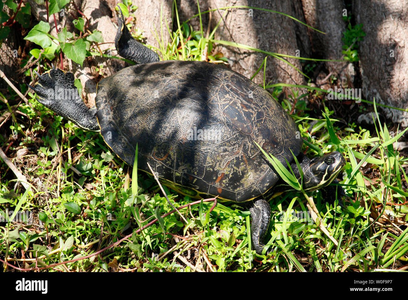 USA. Florida. Everglades National Park. Anhinga Trail. View of a coot ...