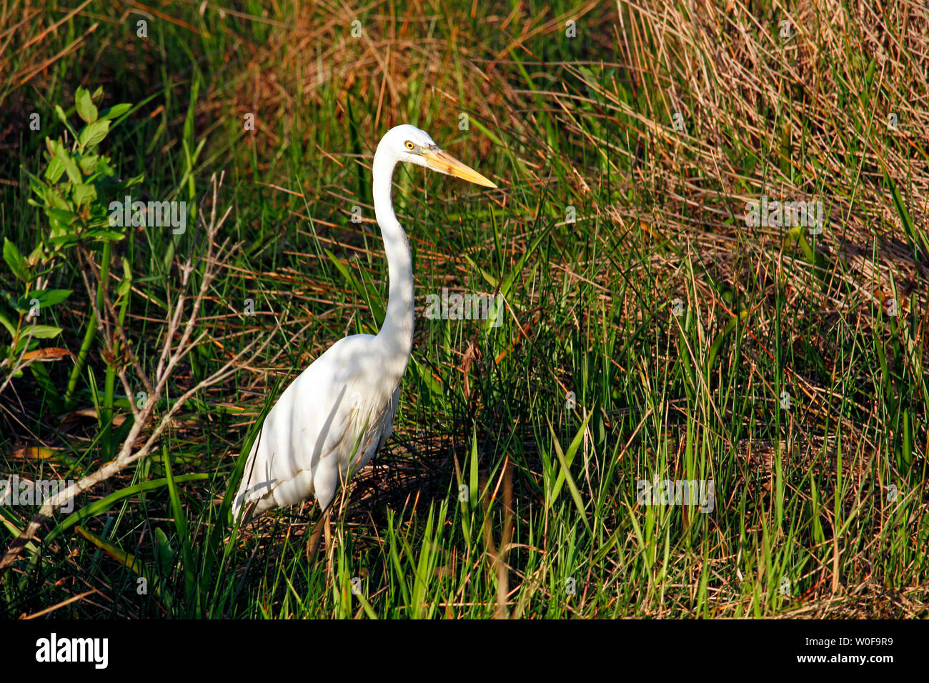 USA. Florida. Everglades National Park. Anhinga Trail. Egret hunting in ...