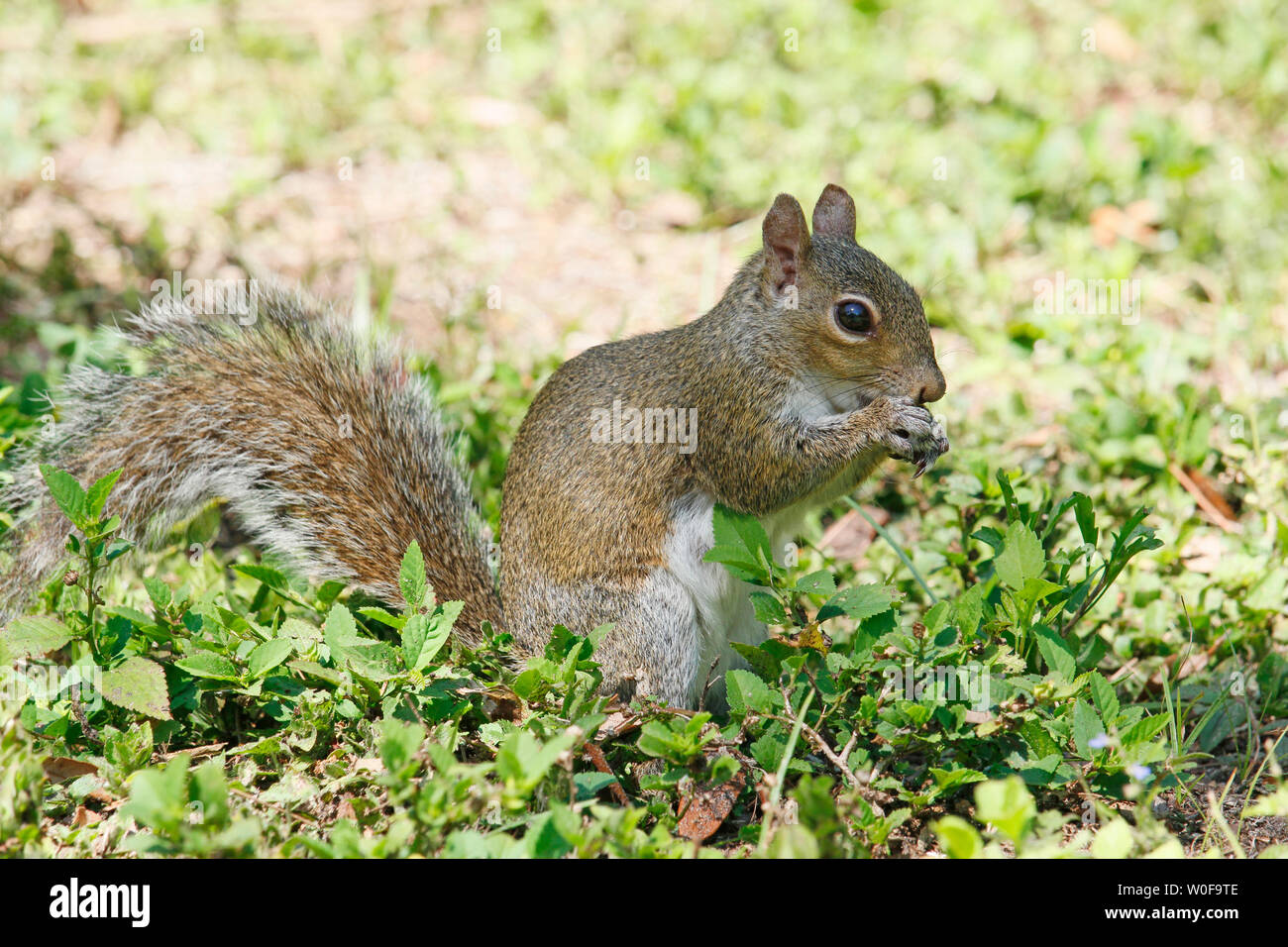 USA. Florida. Fort Myers. Manatee Park. Squirrel Stock Photo - Alamy