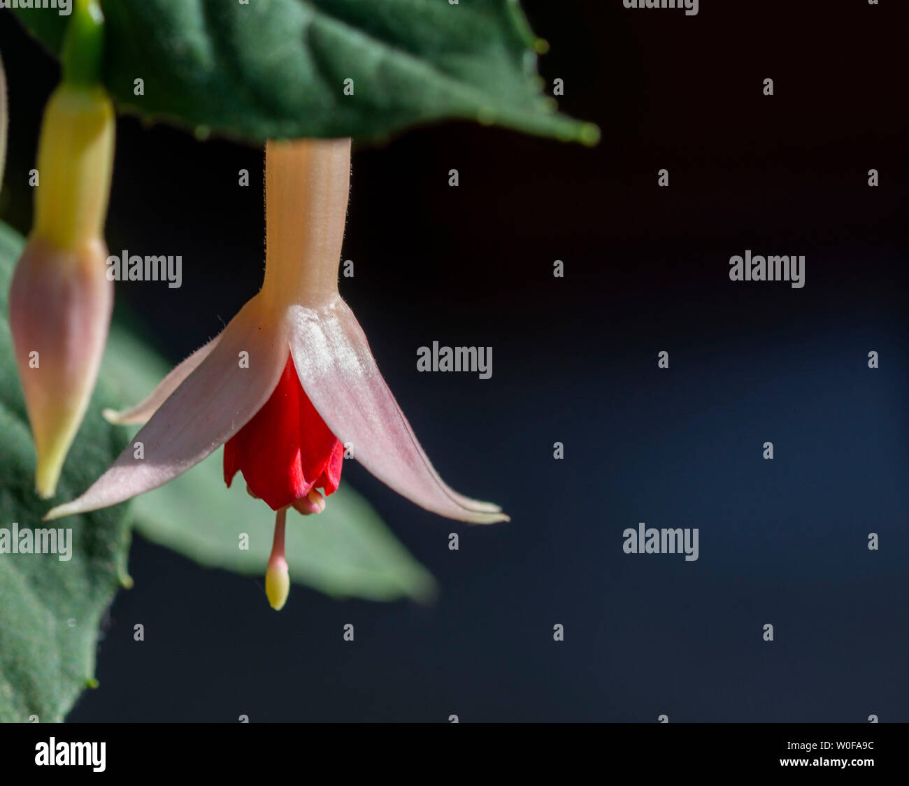 Close-up of a beautiful fuchsia flower Stock Photo - Alamy