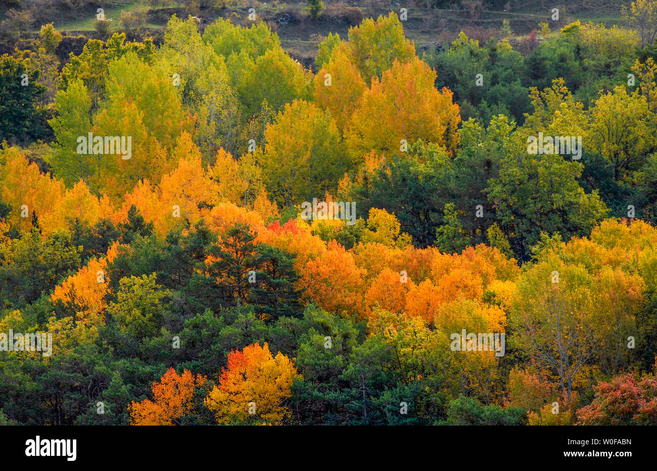 Spain, Pyrenees, Autonomous community of Aragon, Tena Valley, road of ...