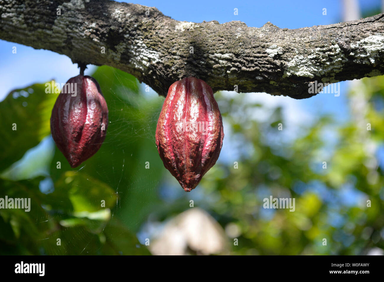 Cocoa effect hi-res stock photography and images - Alamy