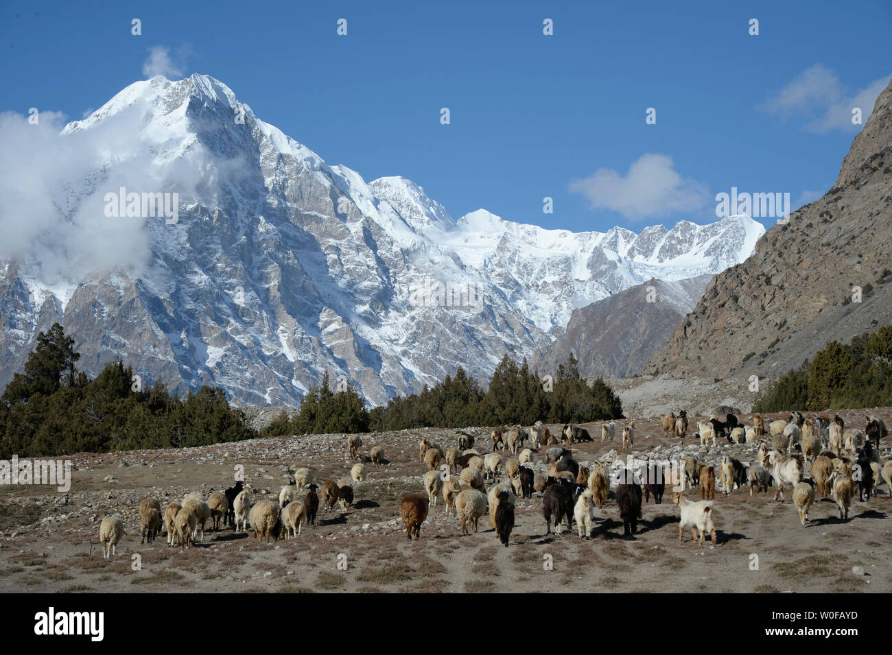 Ungulate herd animal hi-res stock photography and images - Alamy