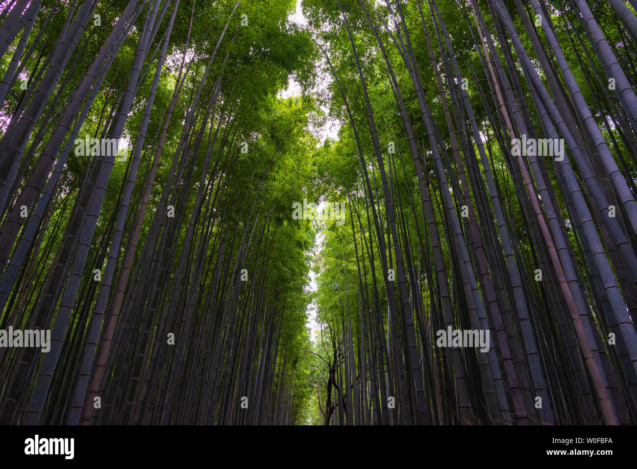 Bamboo forest, Arashiyama, Kyoto, Kansai, Honshu, Japan Stock Photo - Alamy