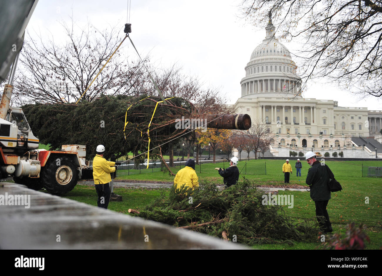 The Capitol Christmas Tree is unloaded on the west front of the U.S ...