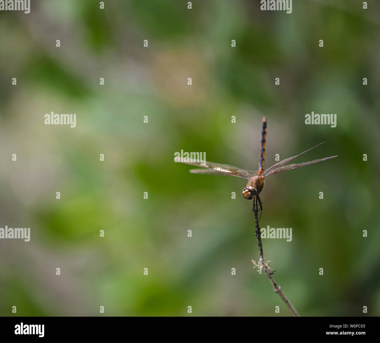 Dragonfly with wings wide hi-res stock photography and images - Alamy