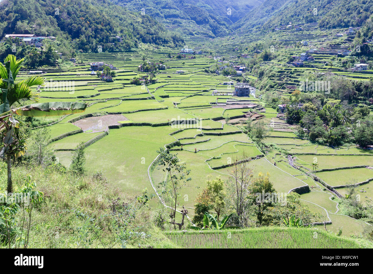 Hapao rice terraces, near Banaue, Philippines Stock Photo - Alamy