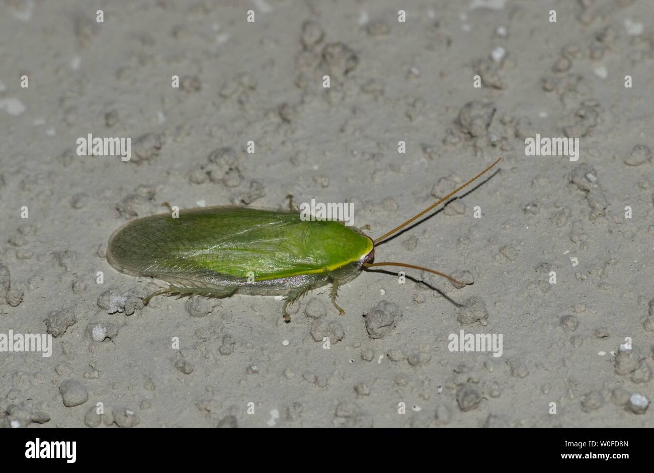 Hygiene pests hi-res stock photography and images - Alamy