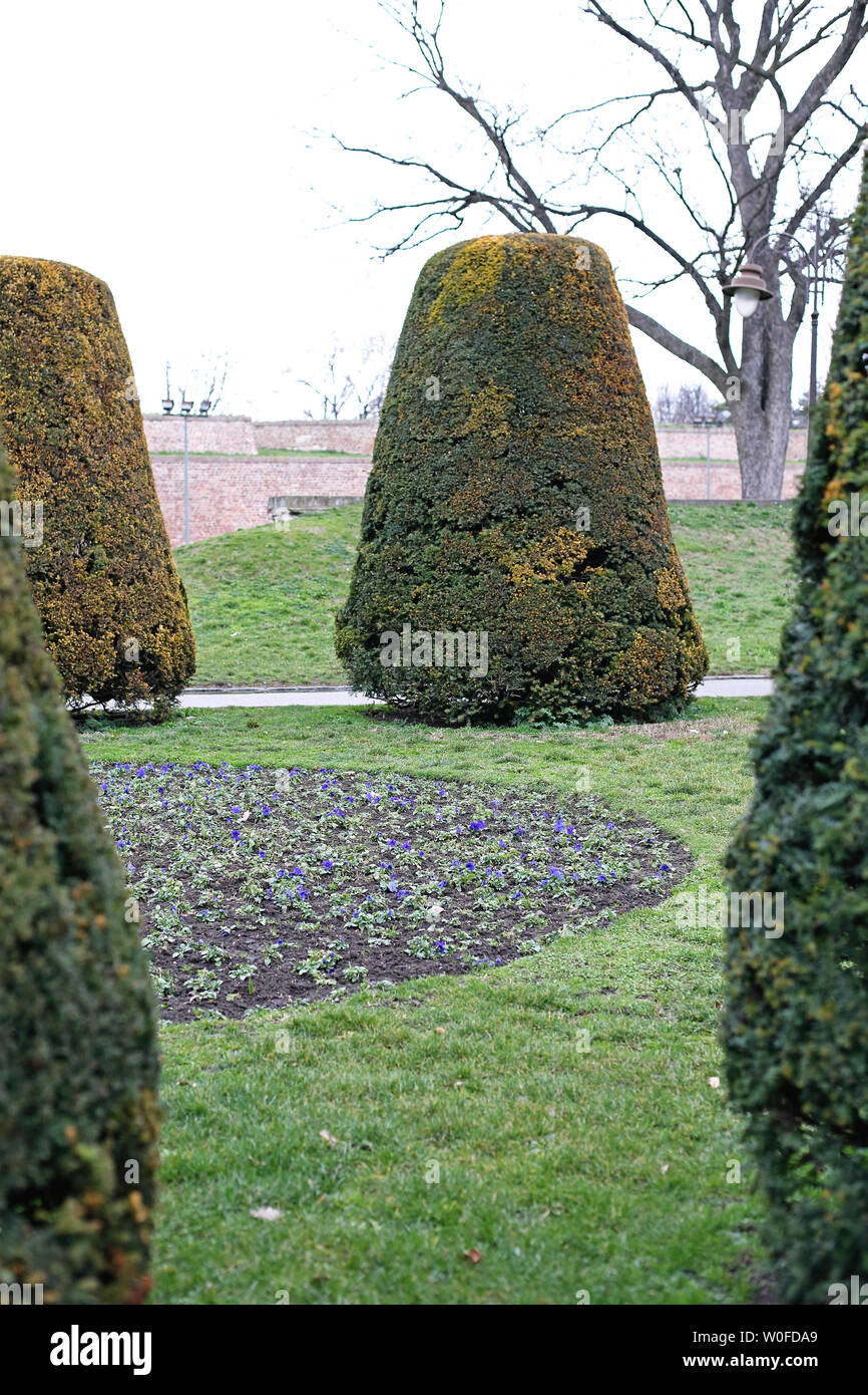 Big cone shape bush plants in park hi-res stock photography and images ...