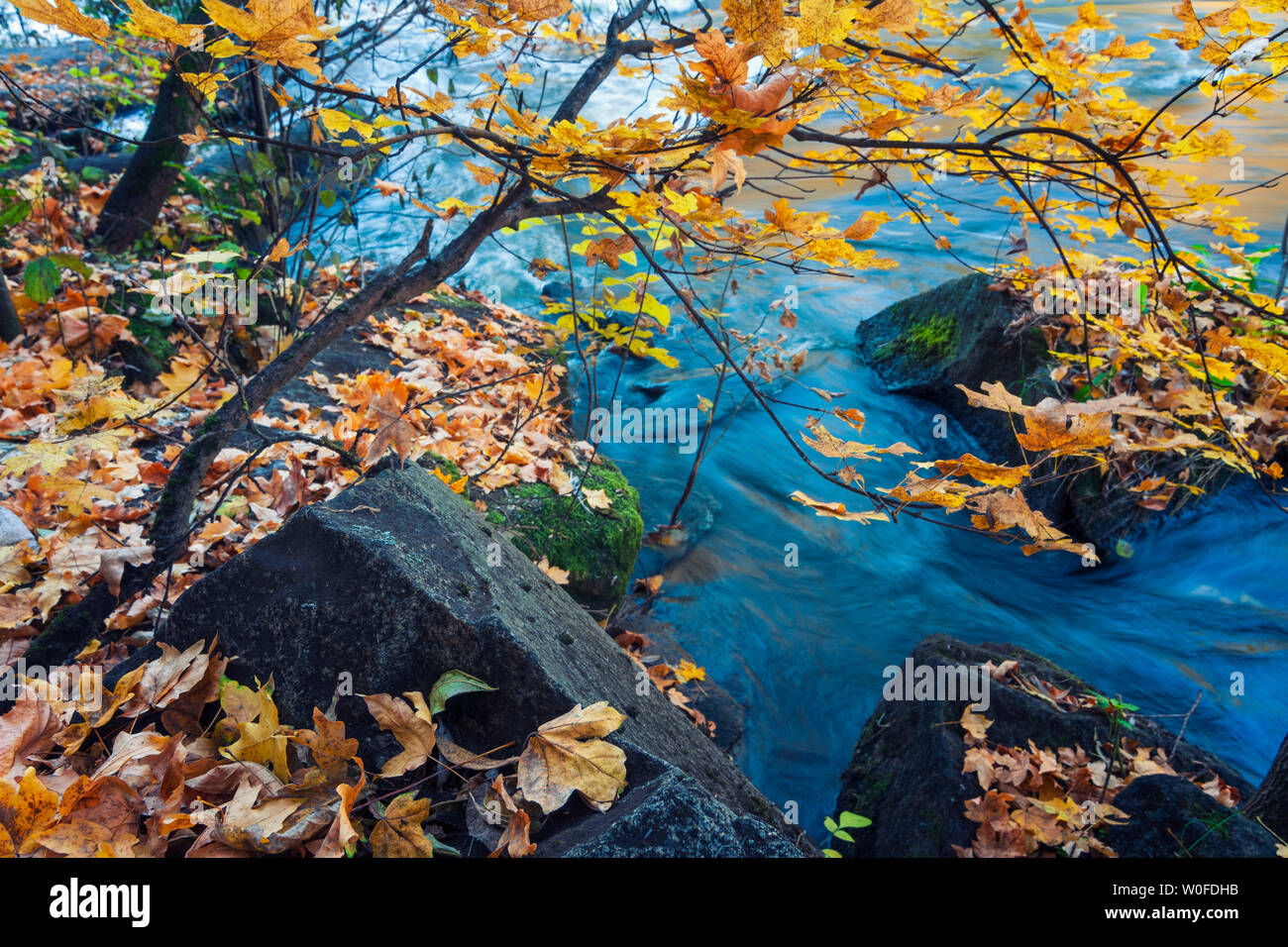 Colorful fall scene with yellow autumn leaves and blue water of forest ...