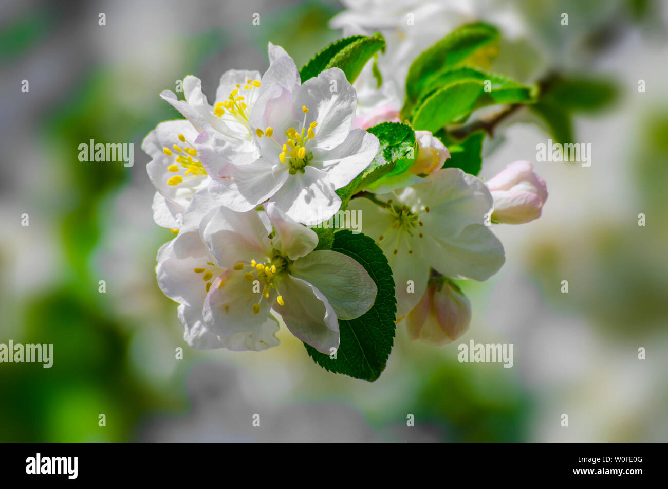 Blooming apple tree. Apple trees flowers Stock Photo - Alamy