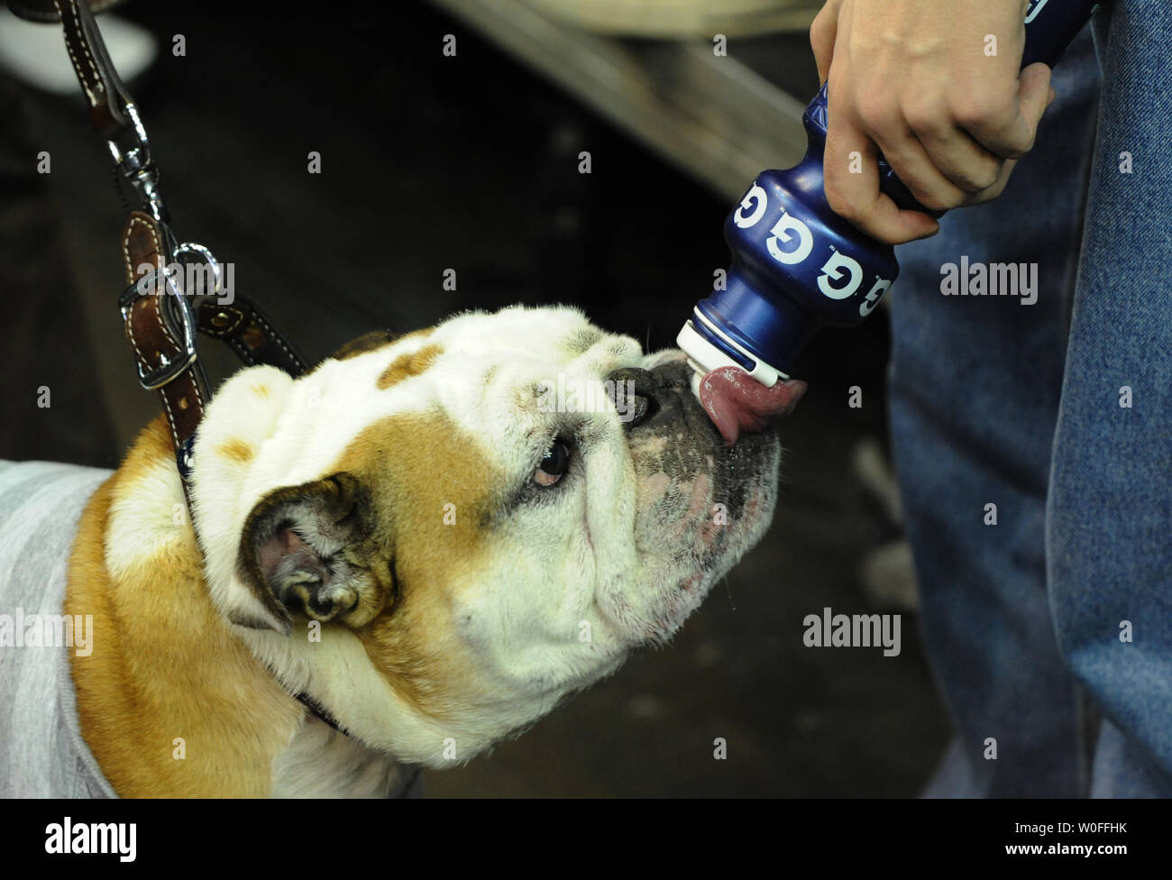 Jack the bulldog georgetown university hi-res stock photography and ...