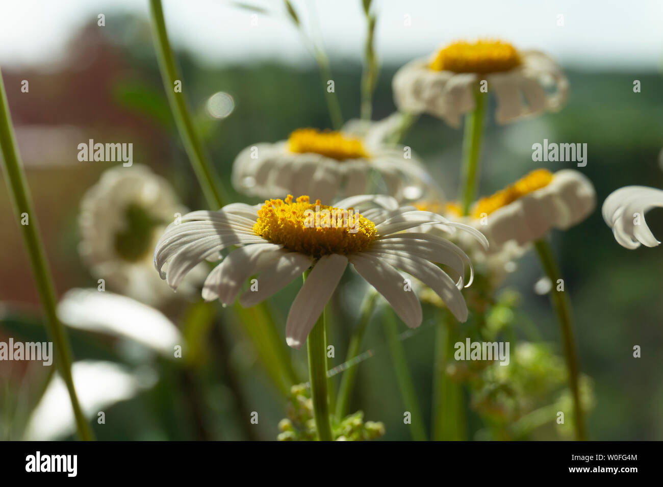 Flowering of daisies. Oxeye daisy, Moon daisy, Leucanthemum vulgare ...