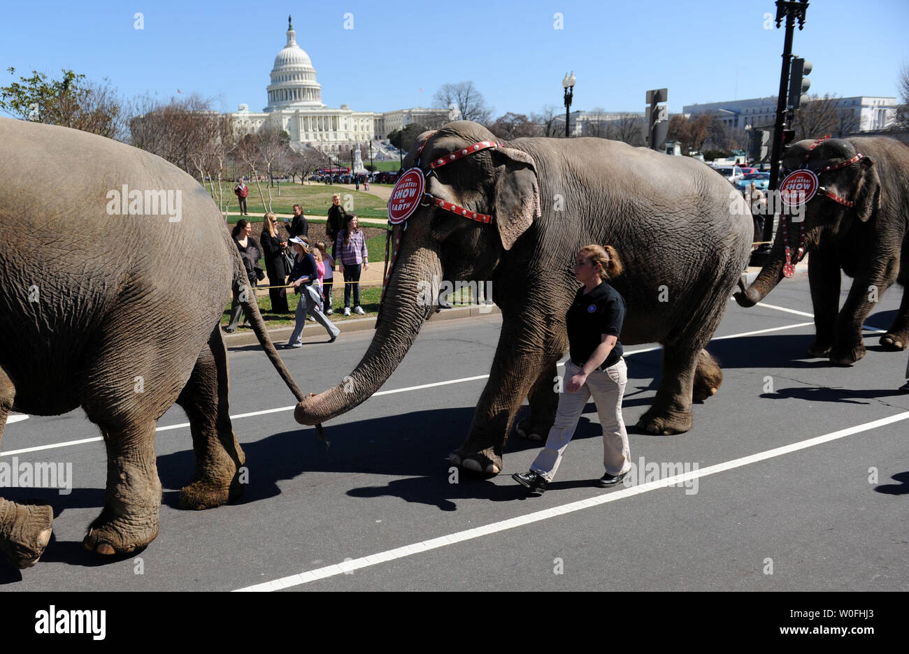 Elephants march down 3rd Street in front of the U.S. Capitol Building ...