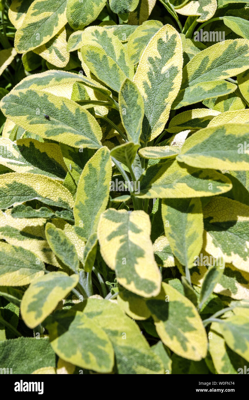 Golden sage hi-res stock photography and images - Alamy